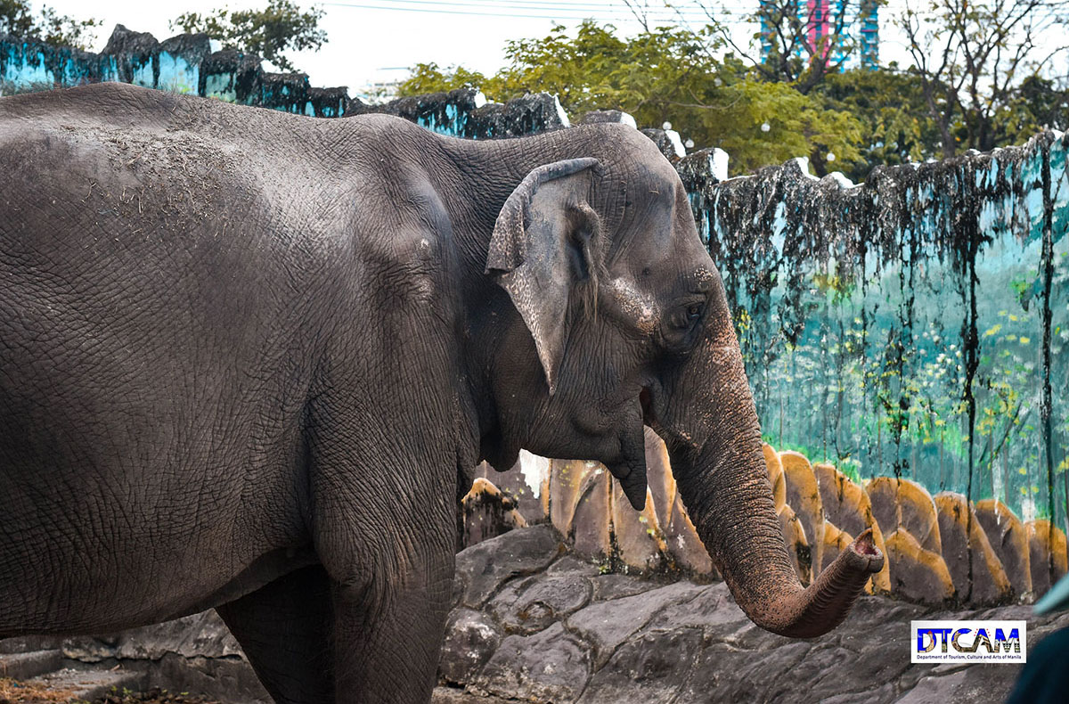 Manila Zoo | Rediscover the New Manila Zoo